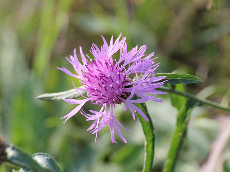Séquence pédagogique : faire découvrir les fleurs aux enfants