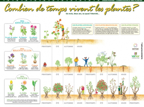 Atelier pédagogique : Le cycle de vie d'une plante