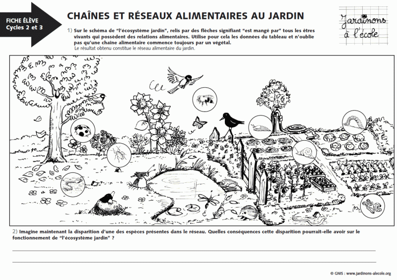 Activité pour la classe : Chaînes et réseaux alimentaires au jardin