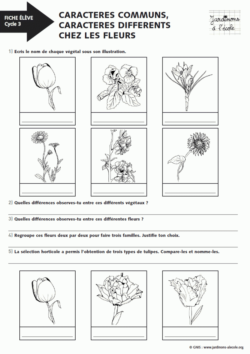 Activité pour la classe : Des fleurs toutes différentes (cycle 3)