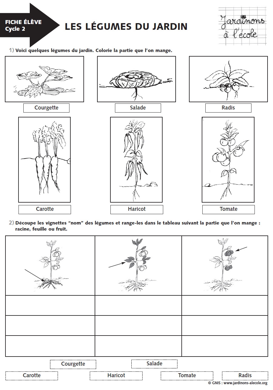 Activité pour la classe : Les légumes du jardin
