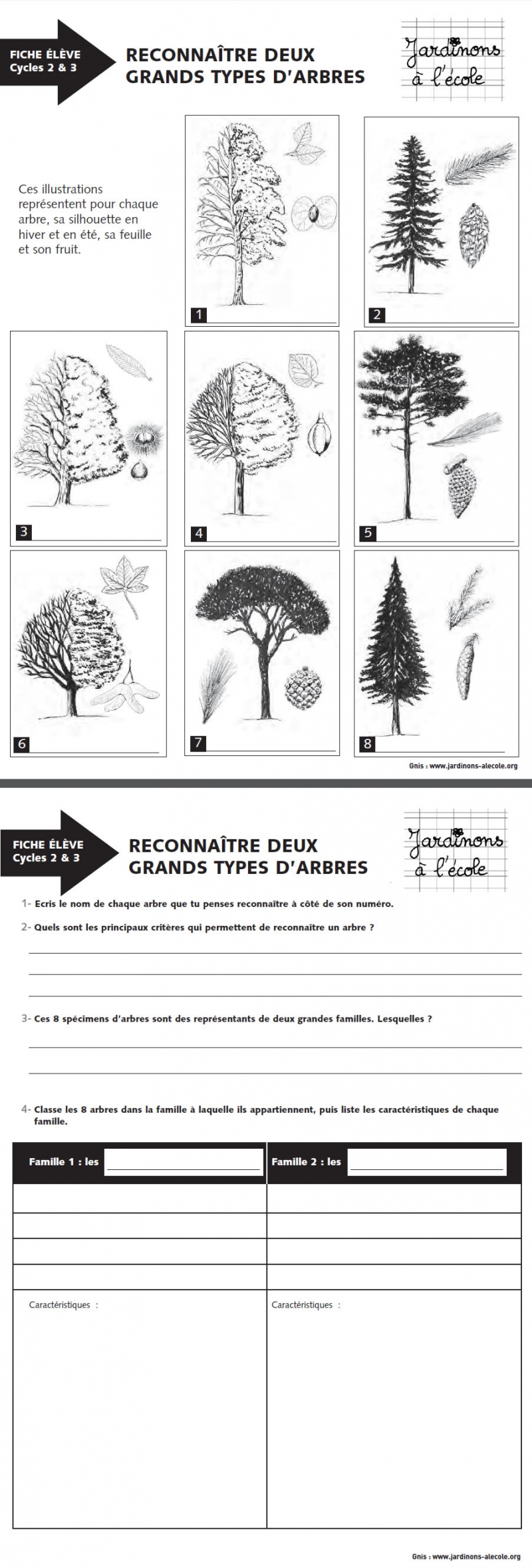 Activtés pour la classe : Reconnaître deux grands types d'arbres