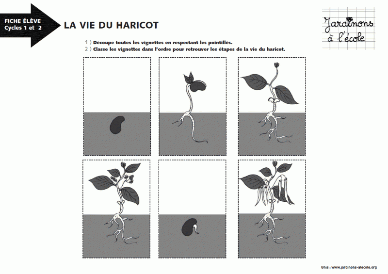 Activité pour la classe : La vie du haricot