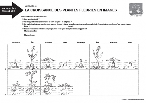 Activtés pour la classe : Croissance et développement des bulbes et ...