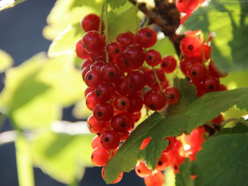 Cultiver les petits fruits à l'école