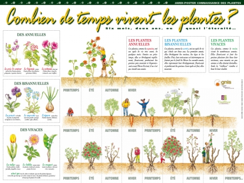 Atelier pédagogique : Le cycle de vie d'une plante