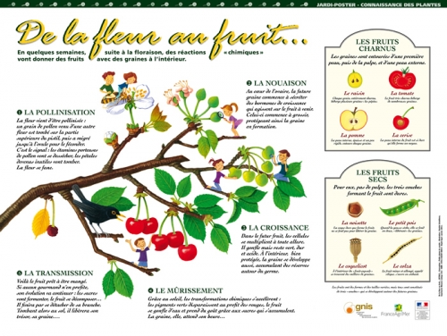 Atelier pédagogique : De la fleur au fruit