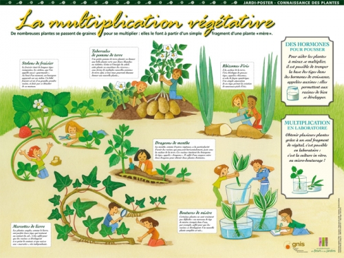 Connaisance des plantes