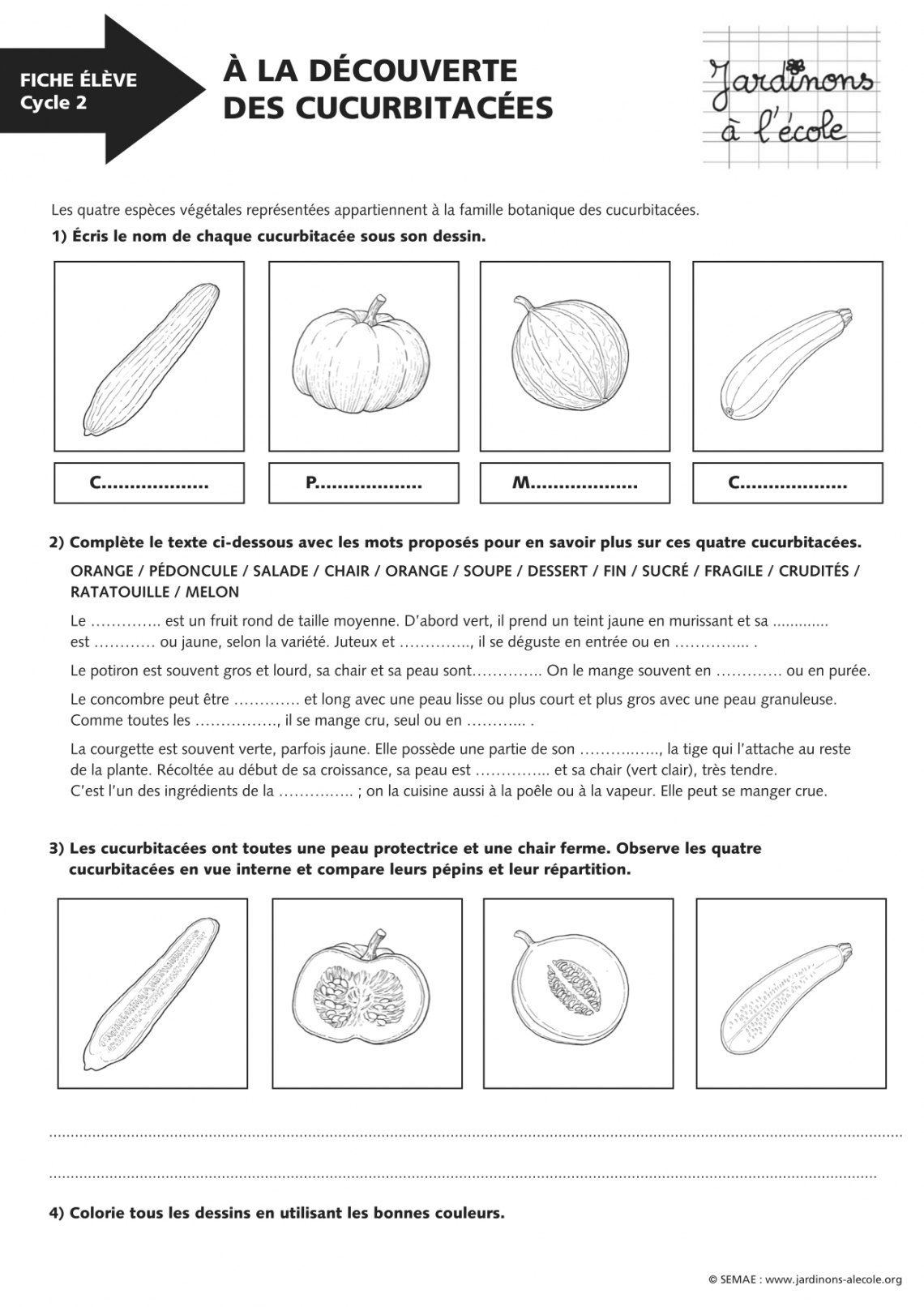 Activtés pour la classe : A la découverte des cucurbitacées 1