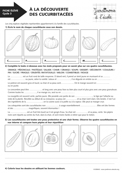 Activtés pour la classe : A la découverte des cucurbitacées - 2
