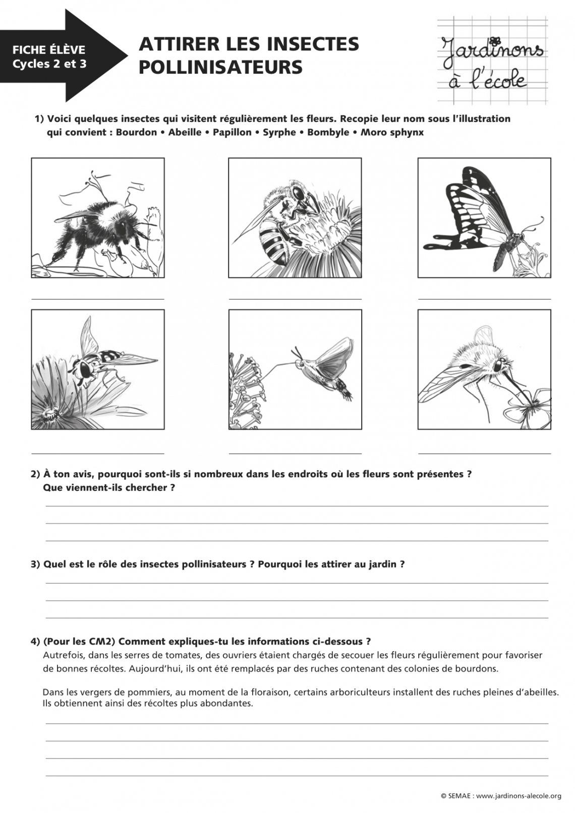 Activité pour la classe : Attirer les insectes pollinisateurs