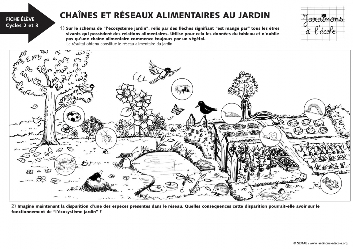Activité pour la classe : Chaînes et réseaux alimentaires au jardin