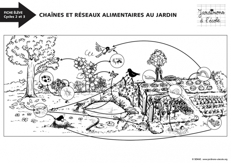 Activité pour la classe : Chaînes et réseaux alimentaires au jardin