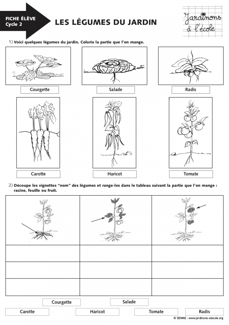 Activité pour la classe : Les légumes du jardin