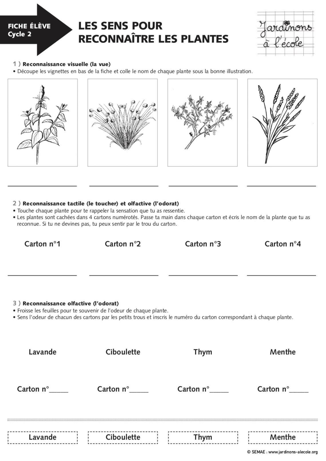 Activtés pour la classe : Les sens pour reconnaître les plantes - 1 ...