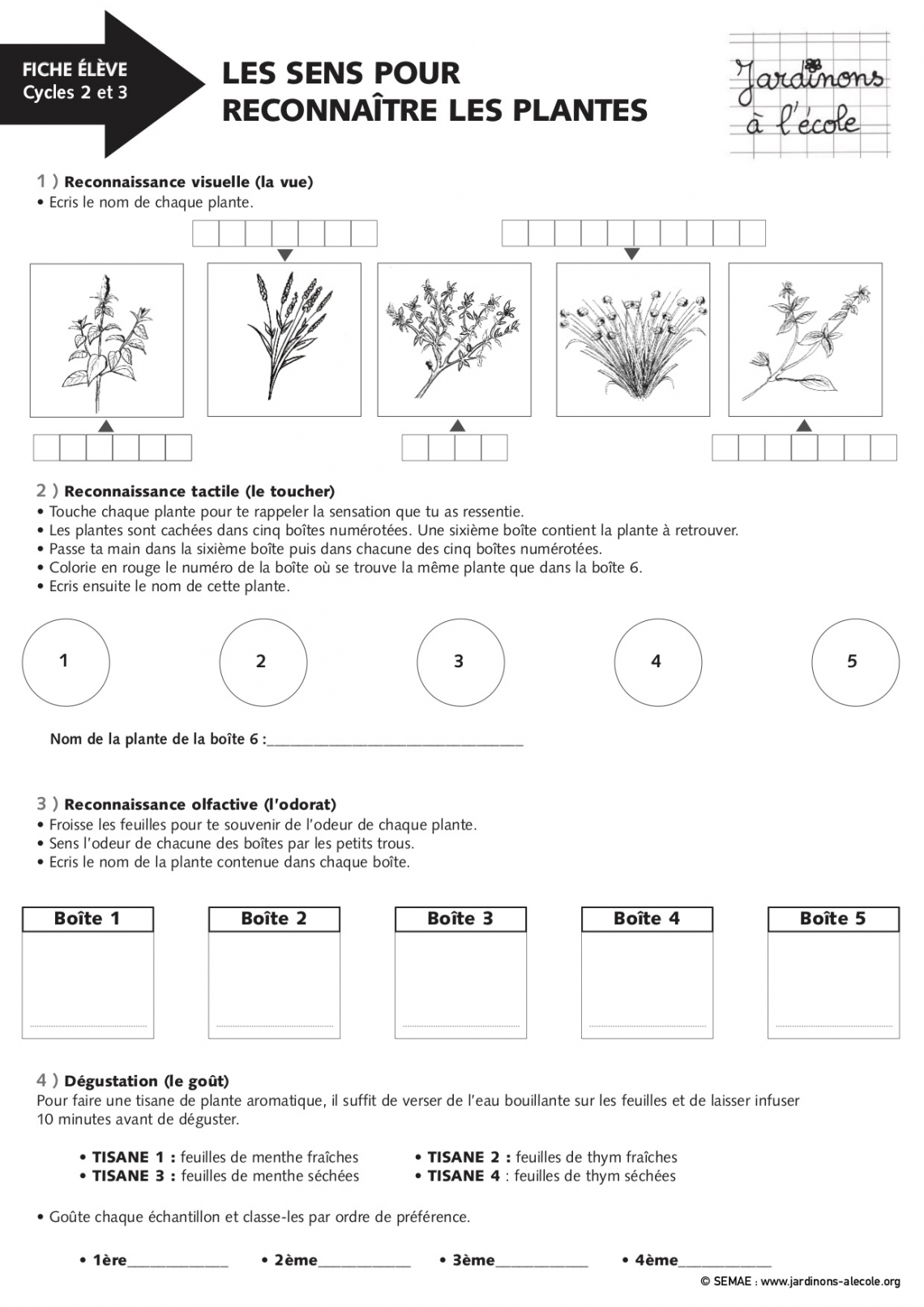 Activtés pour la classe : Les sens pour reconnaître les plantes - 2