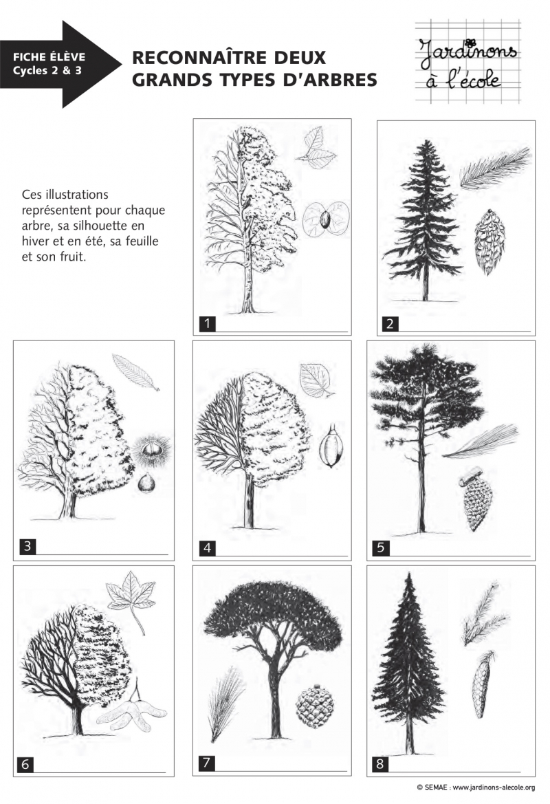 Activtés pour la classe : Reconnaître deux grands types d'arbres