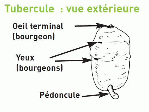Activtés pour la classe : Croissance et développement des bulbes et ...
