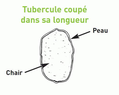 Activtés pour la classe : Croissance et développement des bulbes et ...